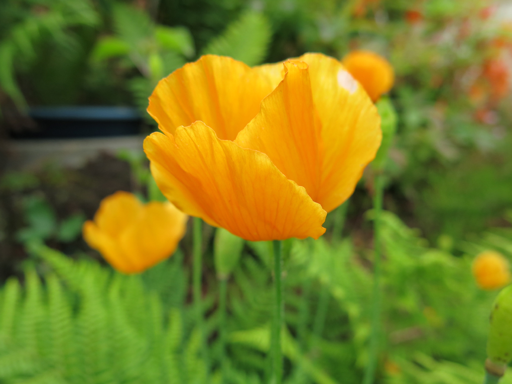 Planterade en ny rabatt… | Kristinas oas