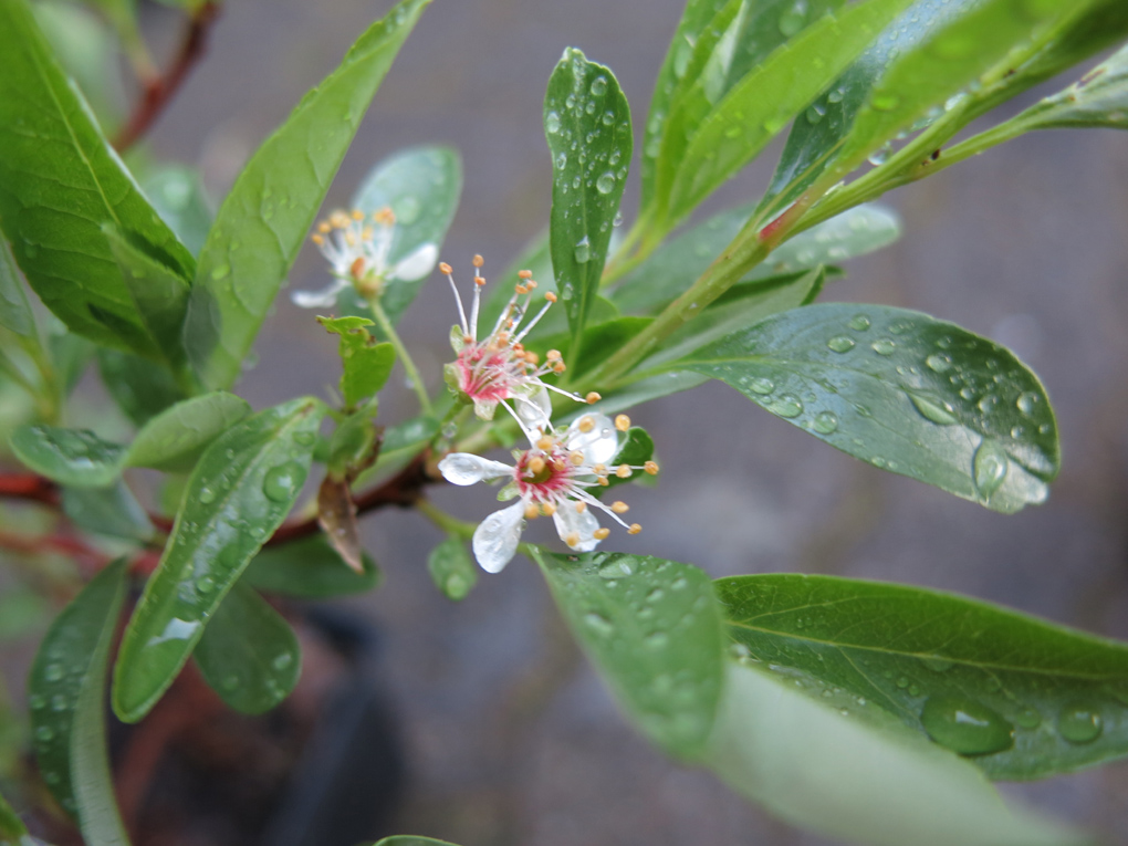 Prunus besseyi sandkörsbär | Kristinas oas