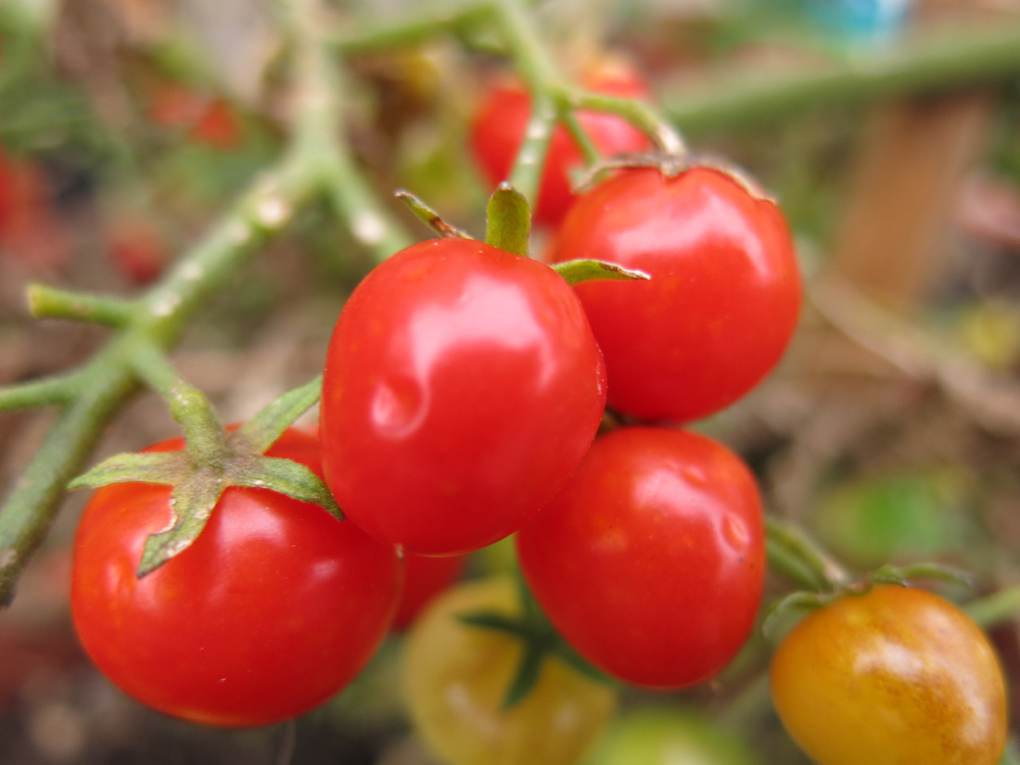 30 sep 14 tomat tiny tim | Kristinas oas