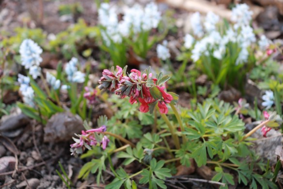 bygga spaljé | Kristinas oas